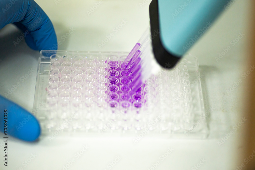 geneticist working with microplate for cells analysis in the genetic ...