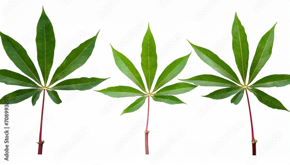 three cassava leaves white background isolated closeup fresh green ...