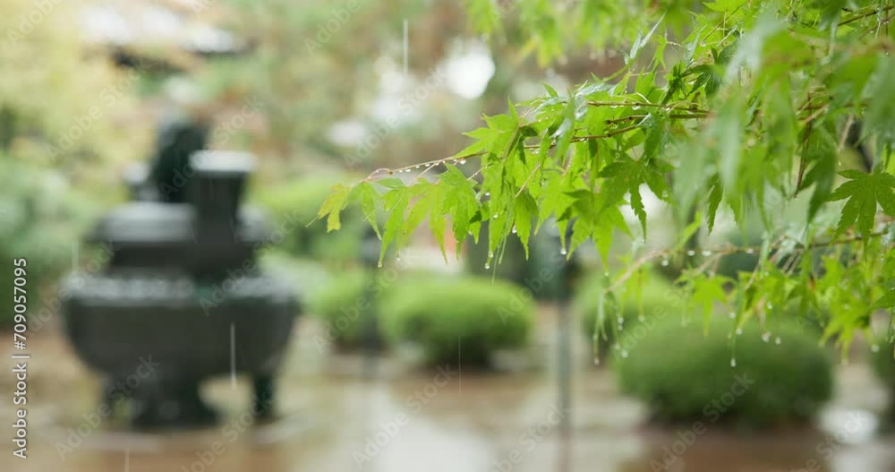 Vidéo Stock Nature, rain and a garden in Japan for culture, zen or ...