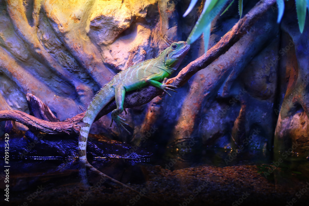 Chameleon in the terrarium. What are you staring at? An example of ...
