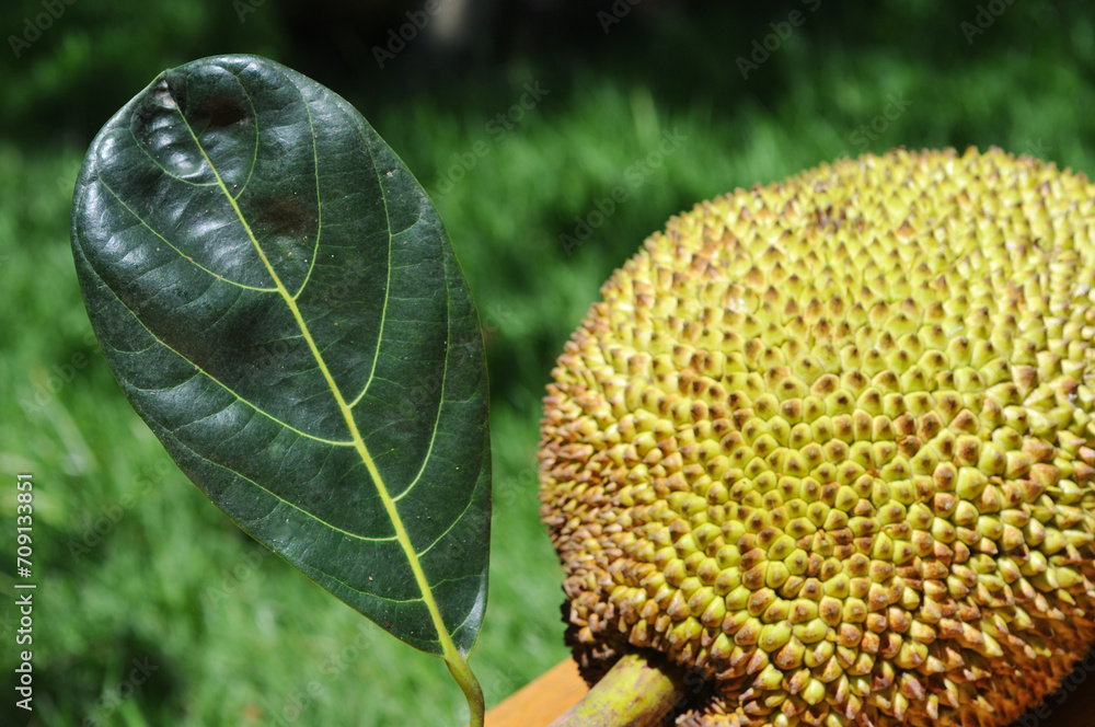 Jakfruit (In Brazil the name is Jaca) tecnical neme:(Artocarpus ...
