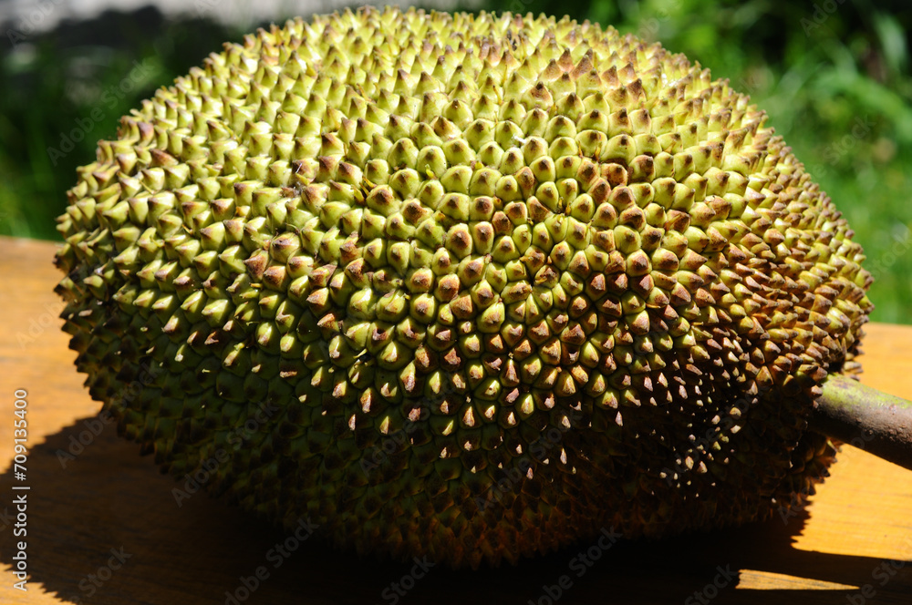 Jakfruit (In Brazil the name is Jaca) tecnical neme:(Artocarpus ...