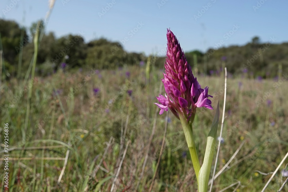 Closeup on the purple flower of the Eurropean perennial herbaceous ...