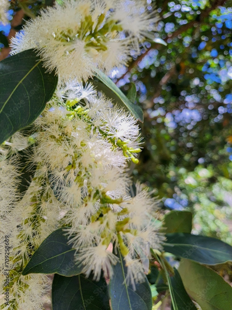 Inga is a genus of flowering plants in the subfamily Mimosoideae of the ...