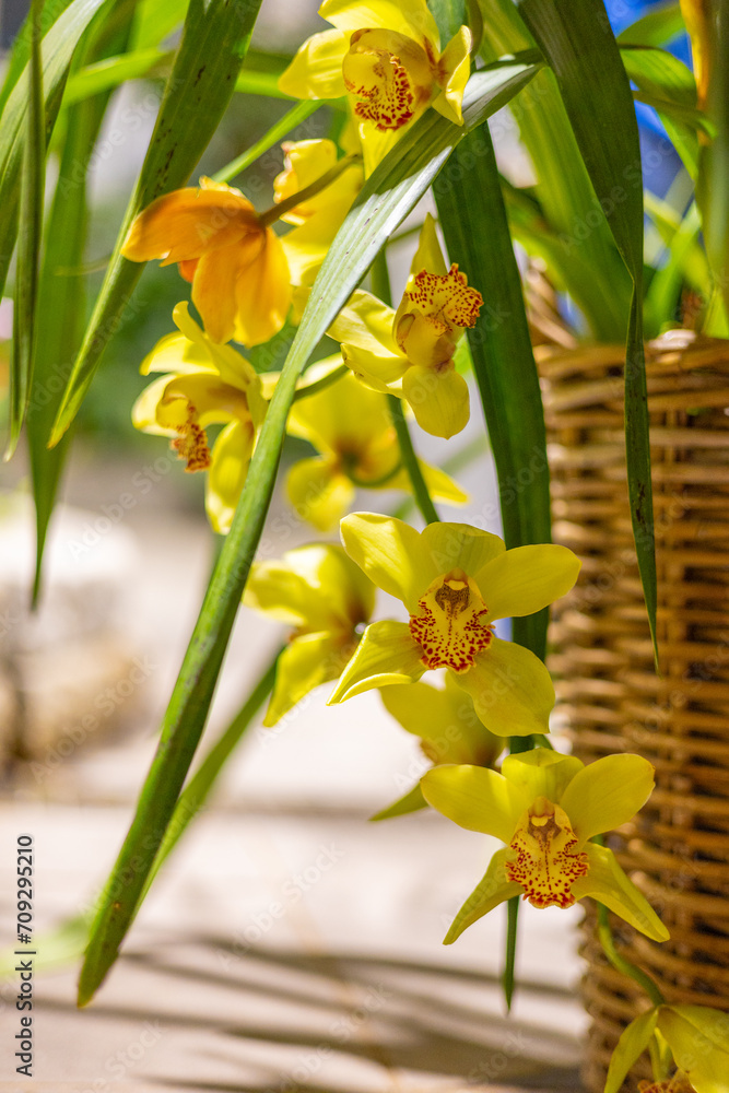 Exquisite Orchid Spectacle: A Diverse Collection of Rare, Exotic, and ...