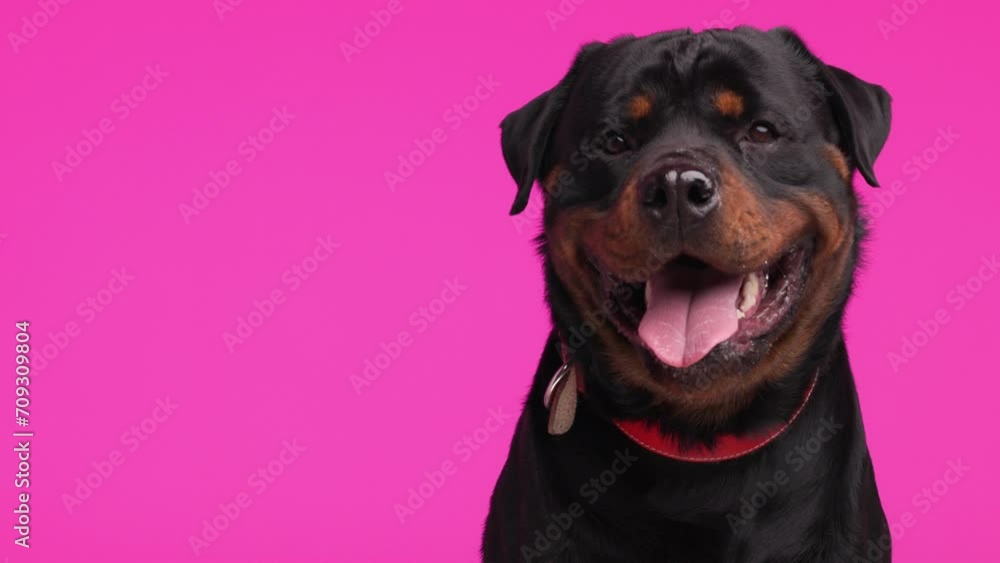Vidéo Stock beautiful rottweiler dog with red collar sticking out ...