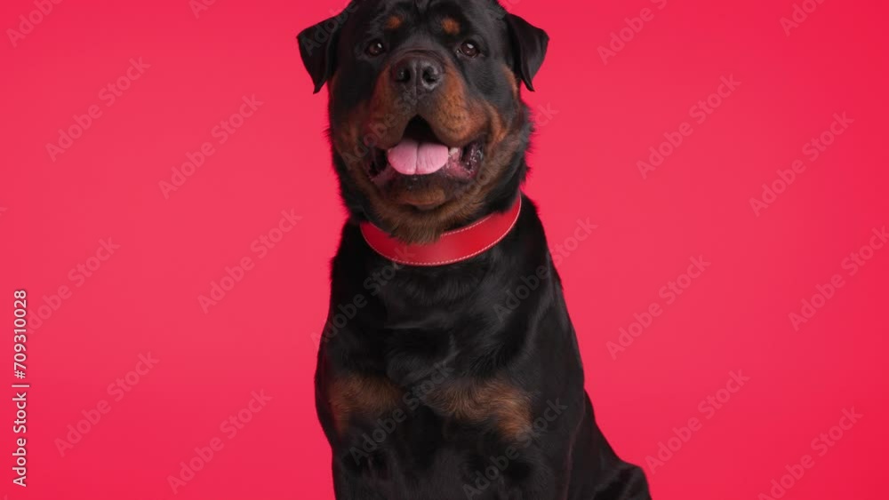 Vidéo Stock adorable big rottweiler dog with red collar sticking out ...