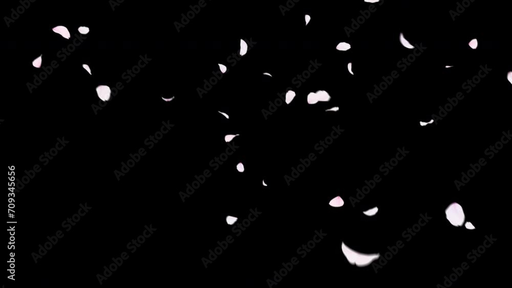Cherry Blossom Overlays.Sakura Floating with pink petals falling loop ...