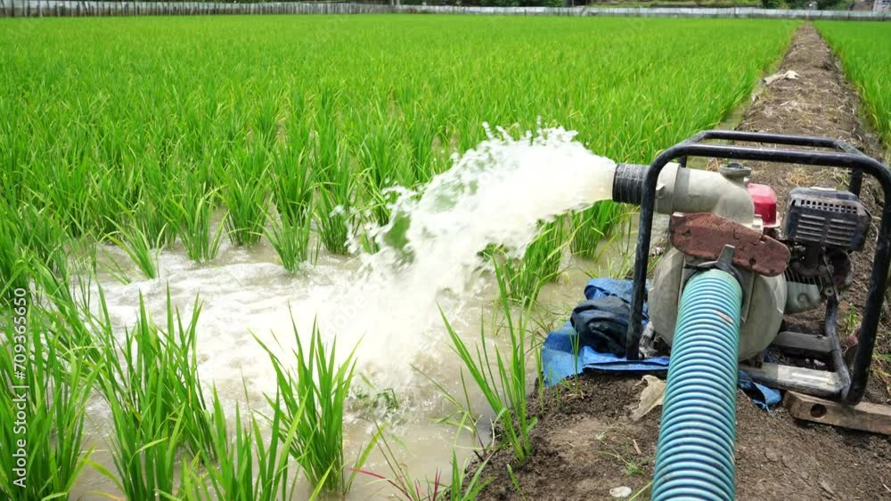 Vidéo Stock Irrigation of rice fields using pump wells with the ...