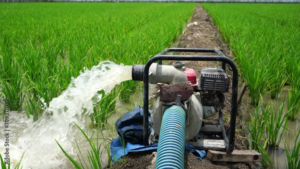 Irrigation of rice fields using pump wells with the technique of ...