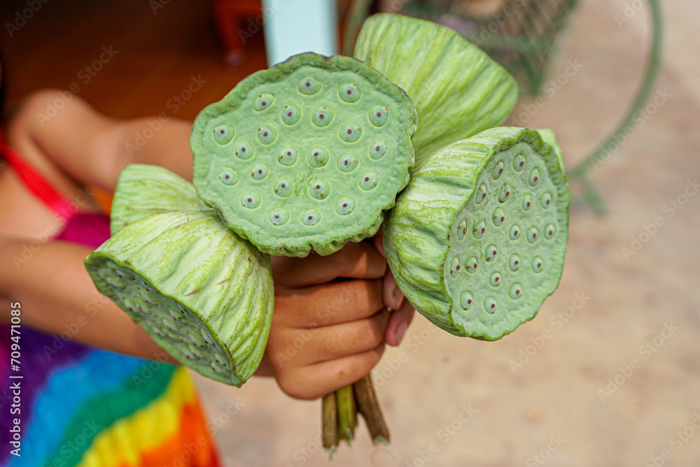 Hand holding lotus stem and seeds, inside of lotus flower, edible Stock ...