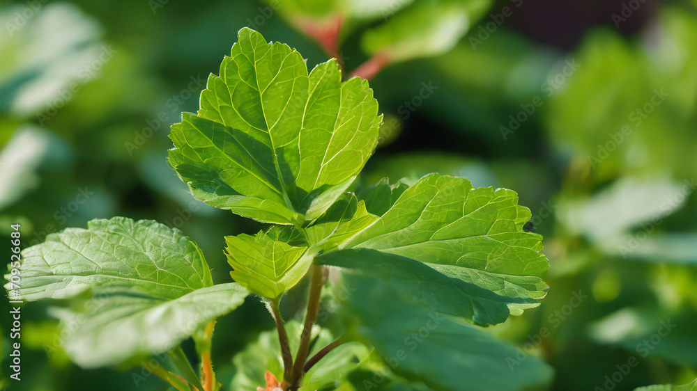 Marshmallow leaves and flowers, Medicine plant wallpaper, pink and white flowers, Marshmallow ...