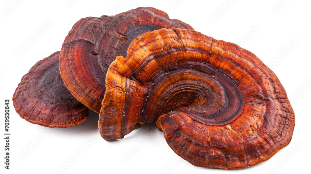 reishi mushroom, Ganoderma lucidum isolated on white or transparent png ...