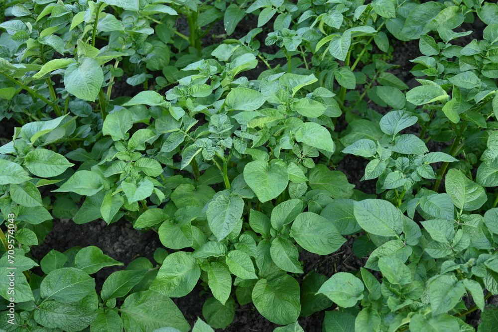 potato bushes, green young leaves potato close-up, leaf veins, stems of ...