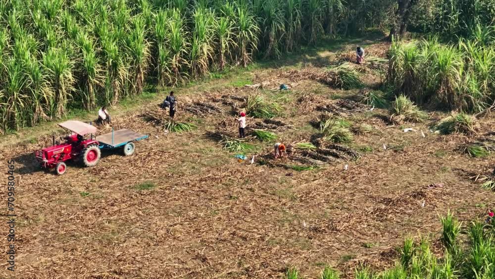 Close up aerial view of farmer or farm labourers harvesting and ...