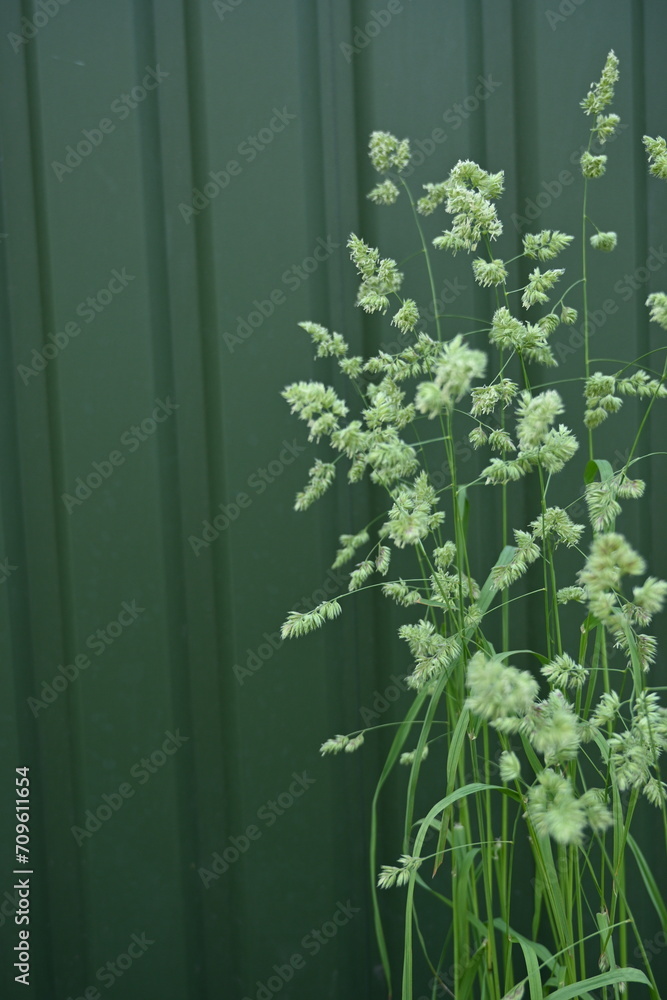 green ears of grass on a green background as a mocap background Stock ...