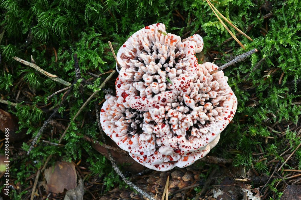 Strawberries and cream, Hydnellum peckii, also known as bleeding ...