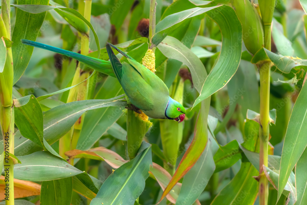 The rose-ringed parakeet, also known as the ringneck parrot or the ...