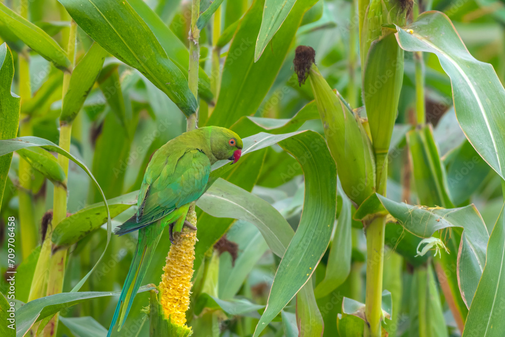 The rose-ringed parakeet, also known as the ringneck parrot or the ...