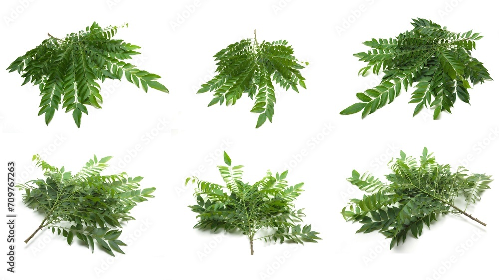Foto de Set photo of the leaves of Curry tree A type of tree from India ...