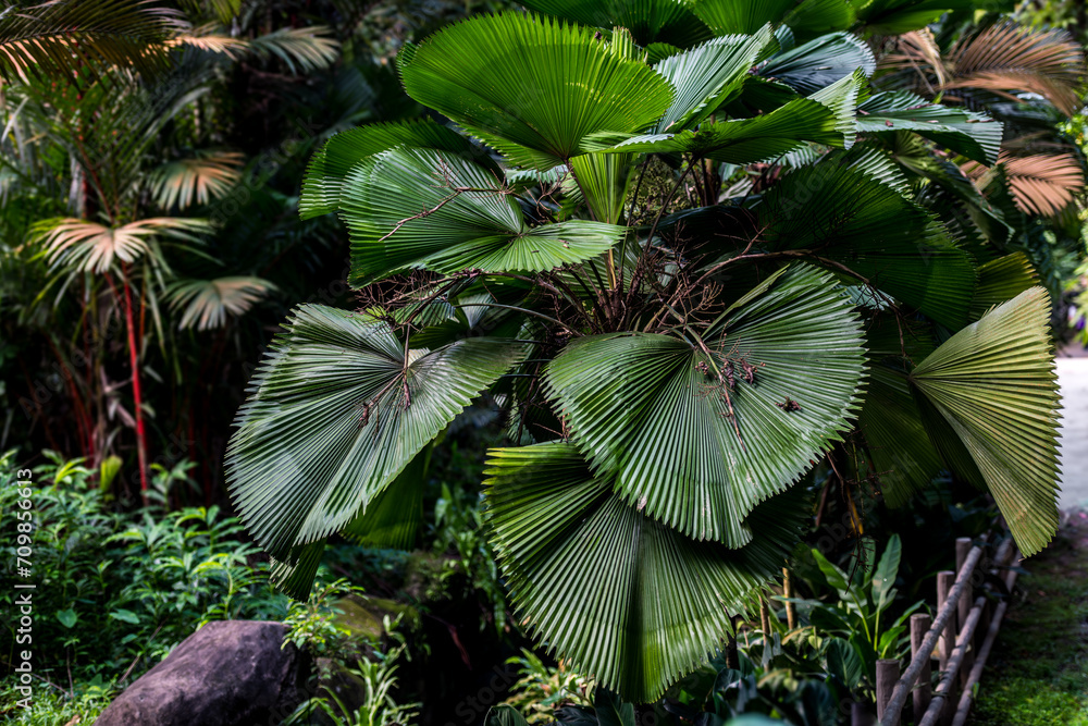 Lush and elegant, the Fiji Fan Palm graces the garden with its ...