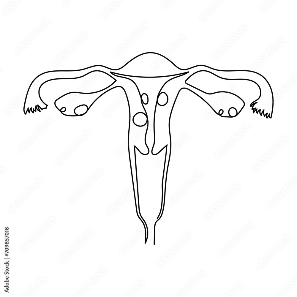 Continuous single one line drawing Uterus and ovaries, organs of female ...