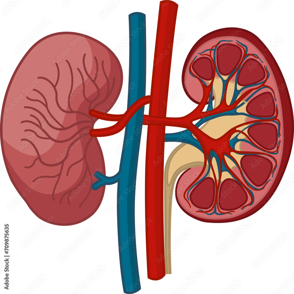 Anatomy of Human Kidneys. Concept of the Urinary System. Vessels ...
