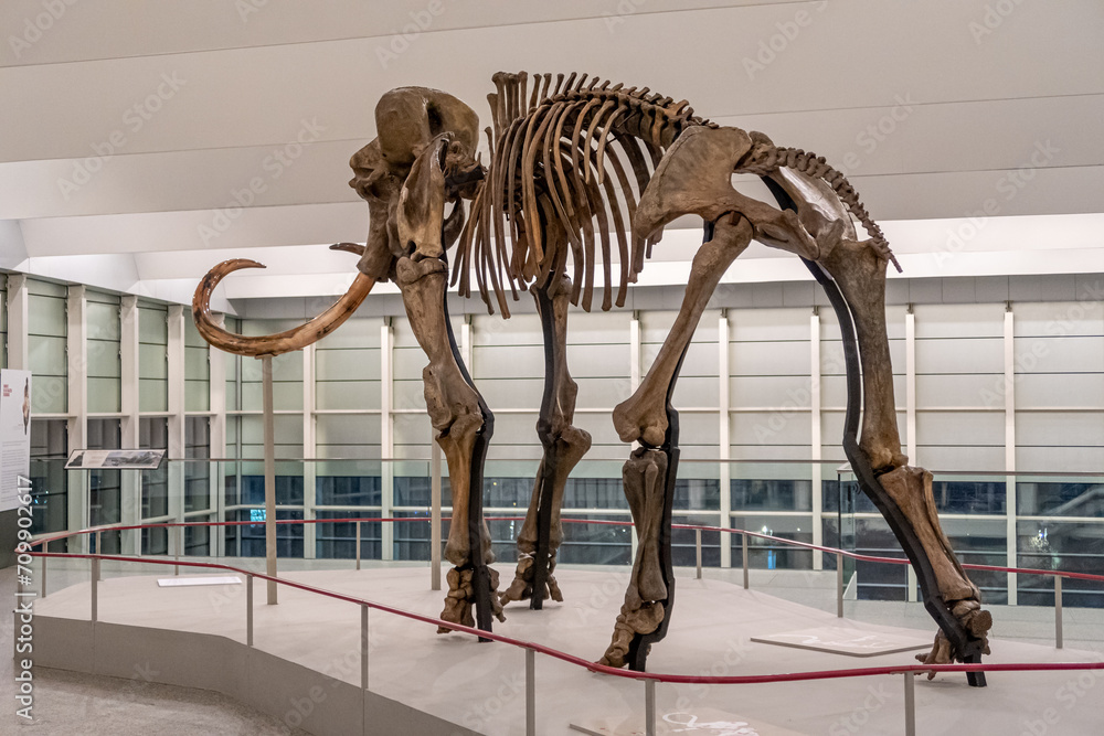 View from behind of the fossilized woolly mammoth skeleton with its ...