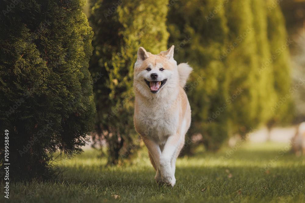an Akita breed dog. The dog is in the park. Akita inu in nature. Stock ...