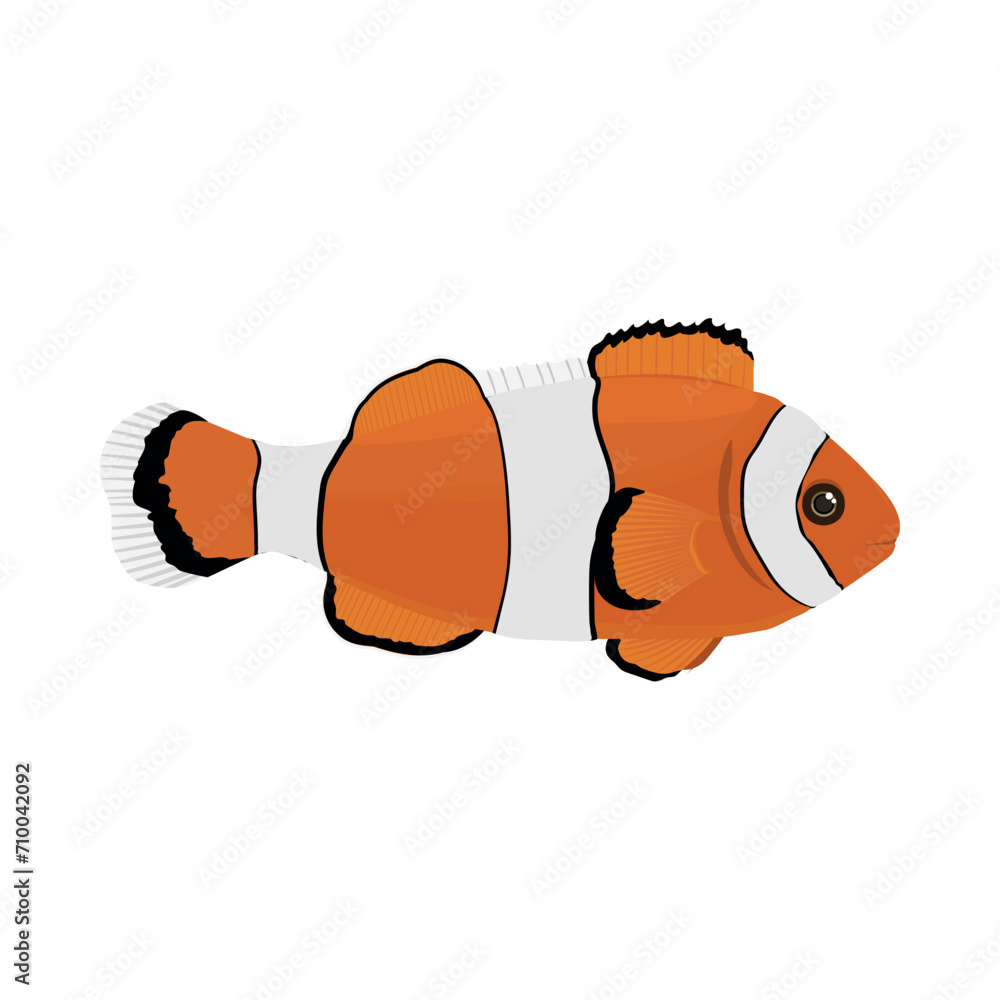 Amphiprion ocellaris - Ocellaris clownfish, in lateral view - side view ...