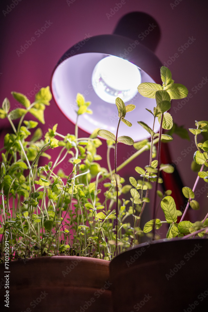 Peppermint herbs under phytolamp in home conditions, making up for lack ...