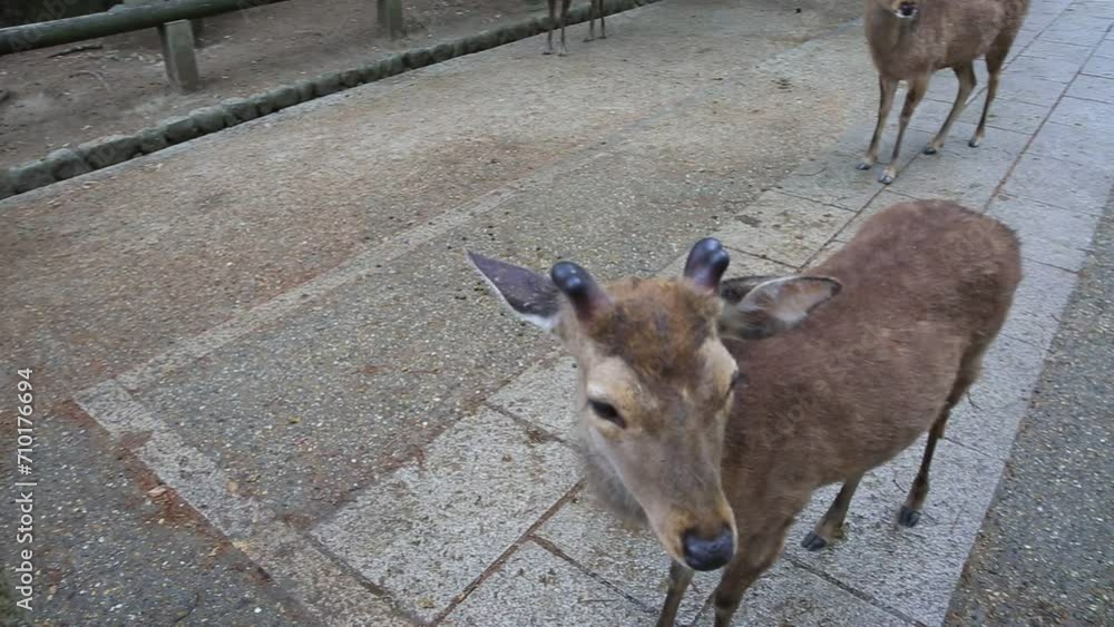 Wild deer in Nara, Japan. Deer are the symbol of Nara's greatest ...