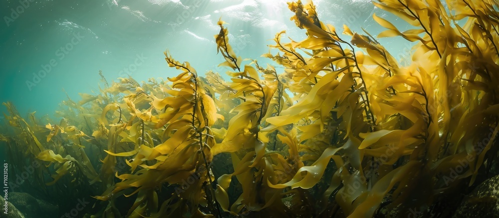 Coastal kelps grow in seaweed-algae. Stock Photo | Adobe Stock