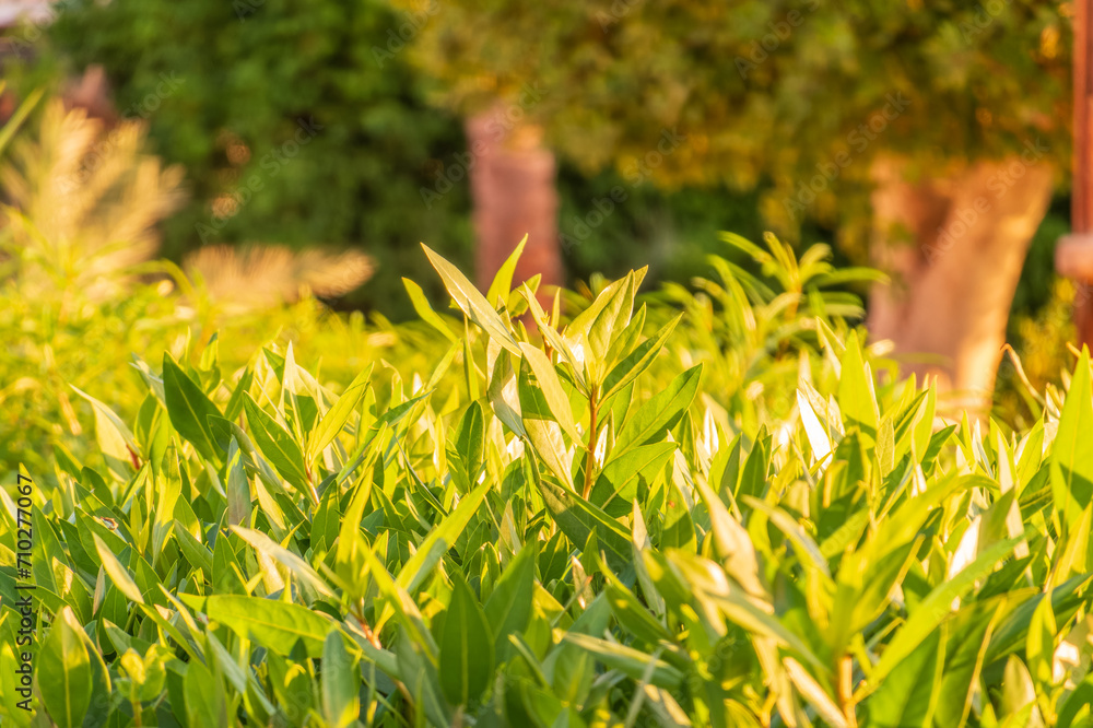Nature of green leaf in garden at summer. Natural green leaves plants ...