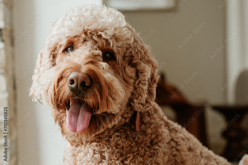 happy dog looking out the window at home Stock Photo | Adobe Stock