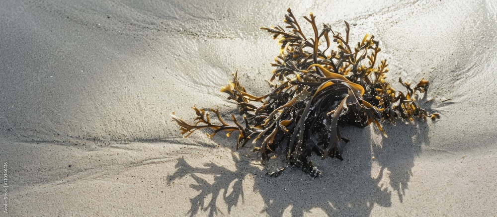 Tangled seaweed washed ashore by storm, on gray sand with backlight and ...