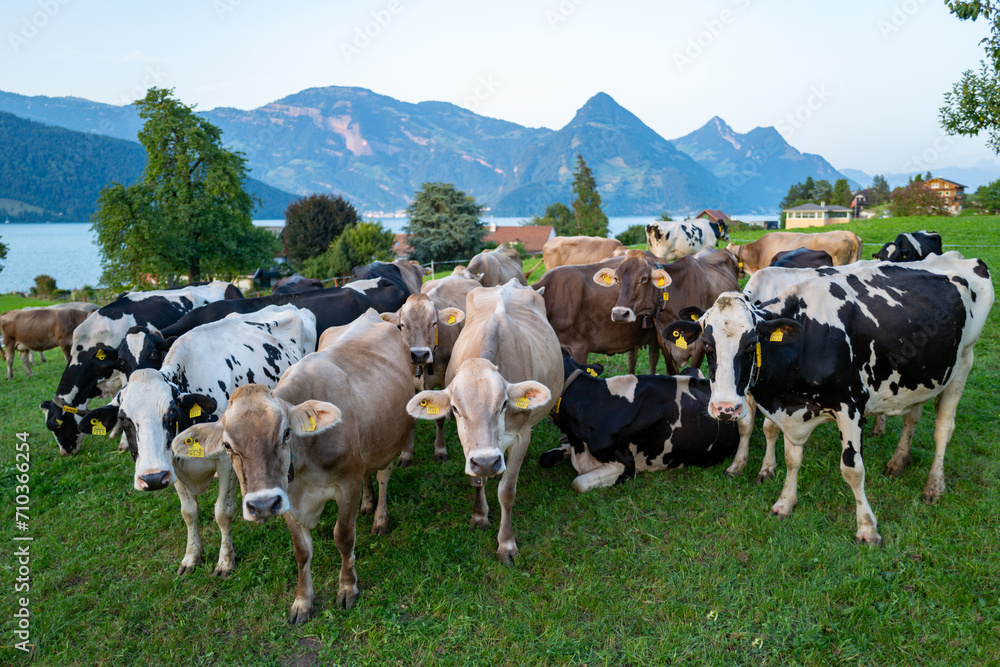 Cattle cow grazing on farmland. Grazing Cows in a Meadow with Grass ...