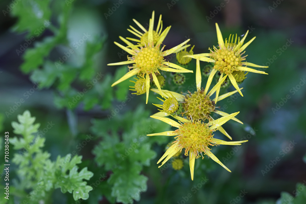 Stinking willie, Jacobaea vulgaris, also called Senecio jacobaea ...