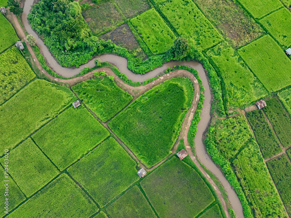 Aerial view of lush green rice field with small winding canal ...
