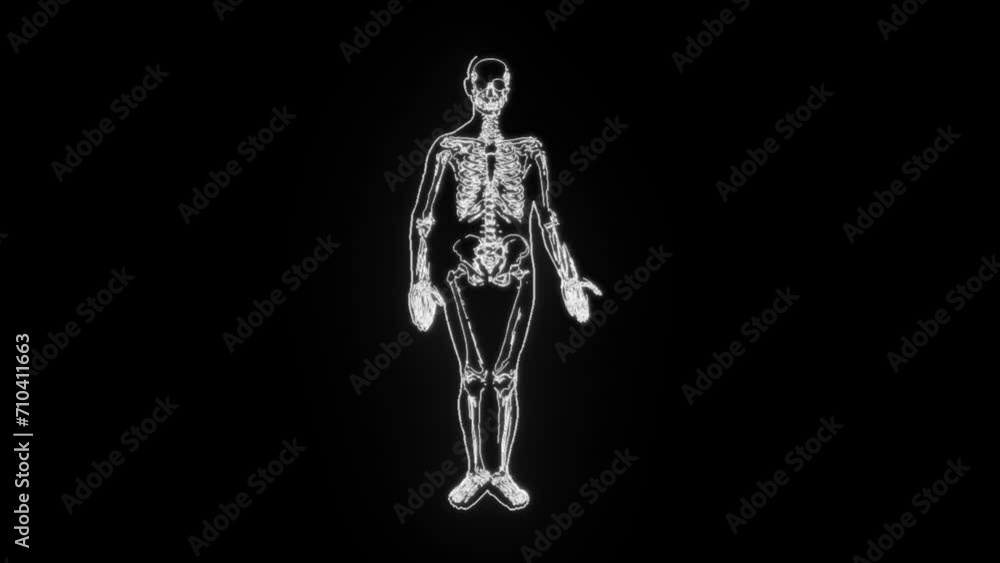 X ray, skeleton and scan for medical research, biology and life science ...