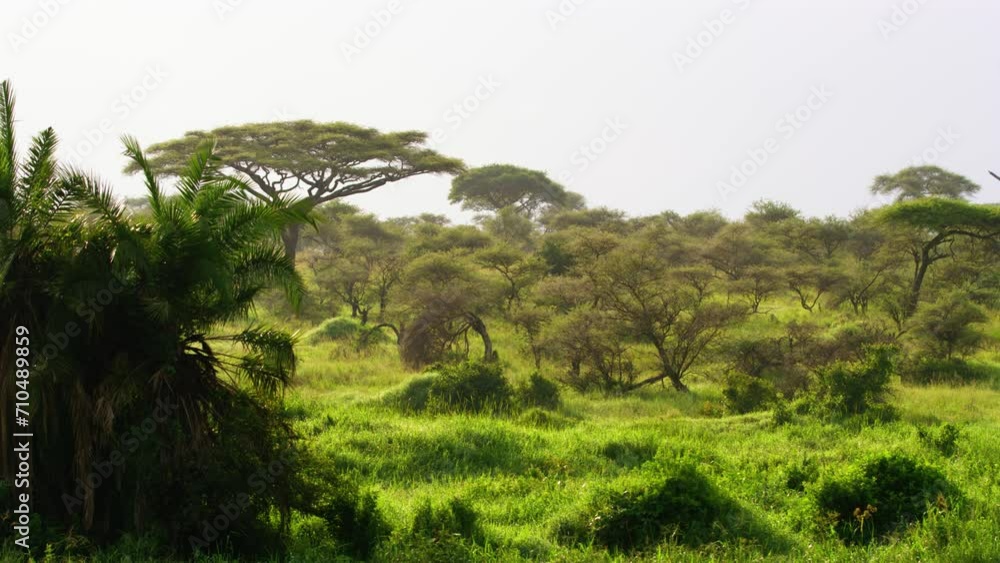 Palm trees and flat topped Acacia trees in the Tanzanian wilderness ...
