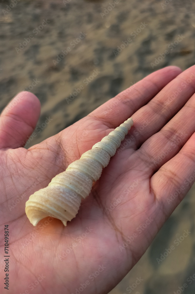 Sea shell on hand at the beach. Turritella Terebra, species of sea ...