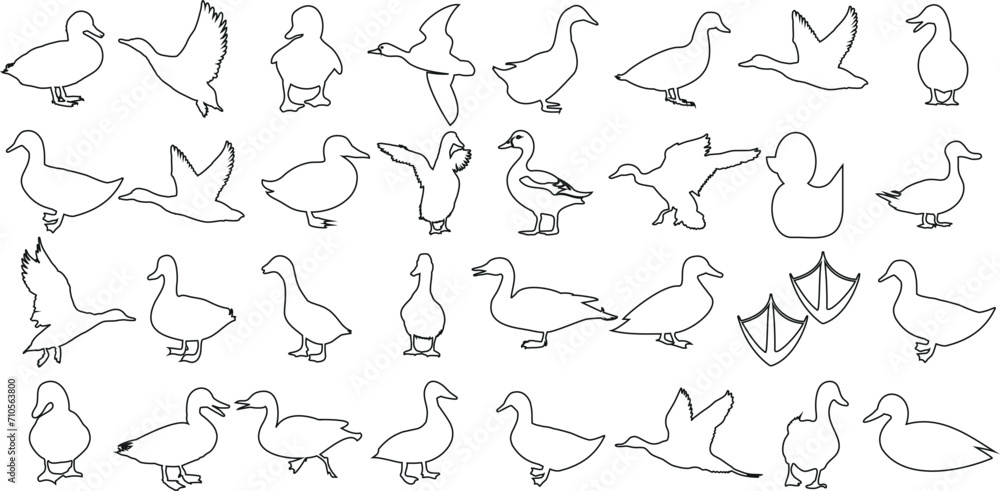 Duck line art, minimalist ducks design, various poses of duck. Perfect ...