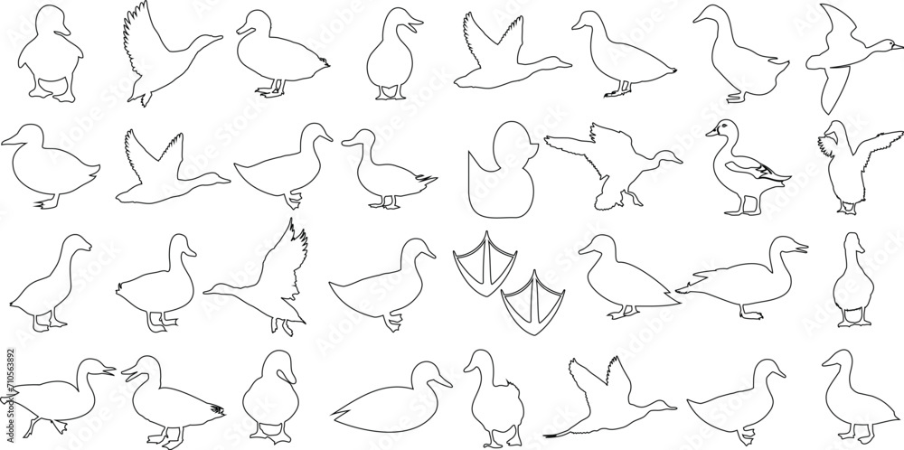 Duck line art, vector illustration, black outline on white background ...