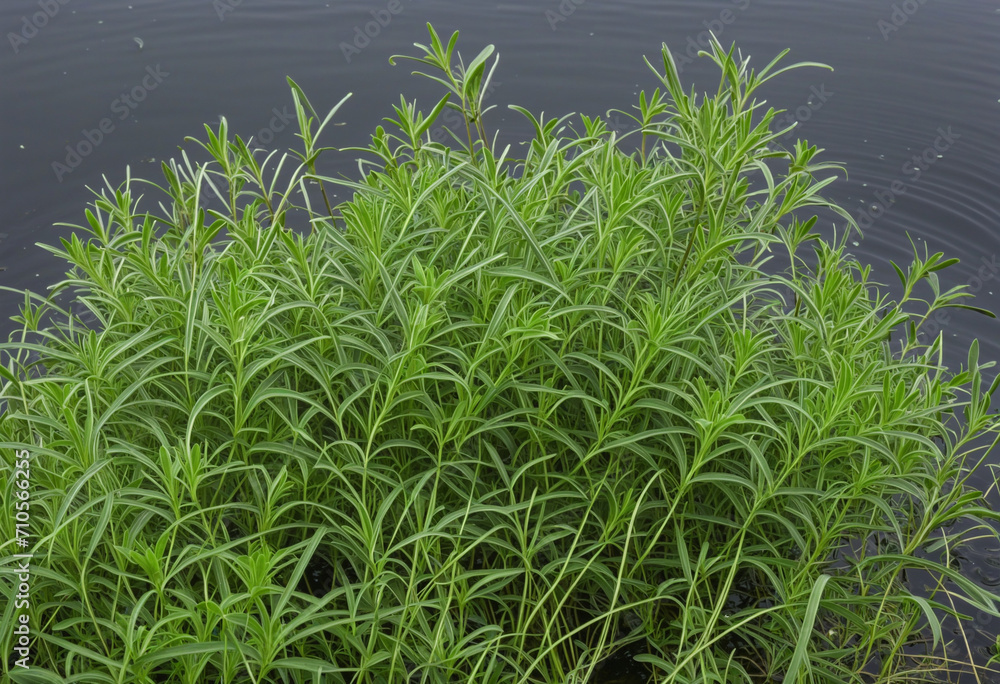 Hydrilla or waterthyme. Hydrilla verticillata. Invasive species in ...