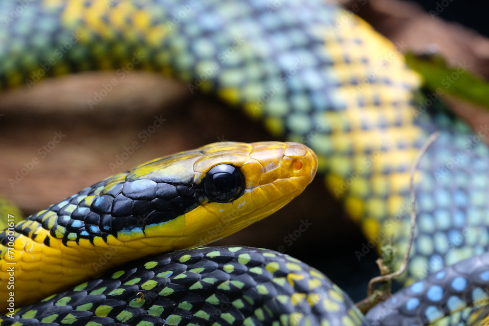 The rainbow tree snake (Gonyosoma margaritatus) is an extremely rare ...