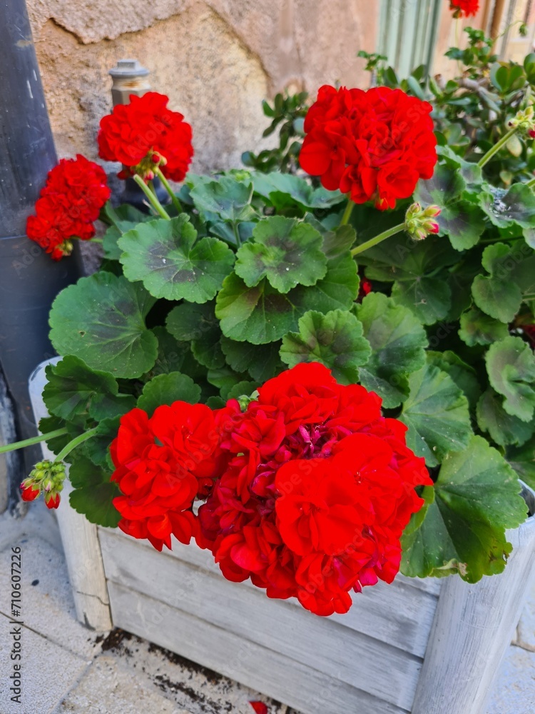 evocative image of garden geranium a species of Pelargonium ...
