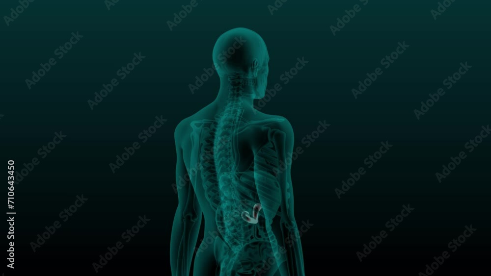 X-ray scan of the human digestive system. Anatomically accurate 3d ...