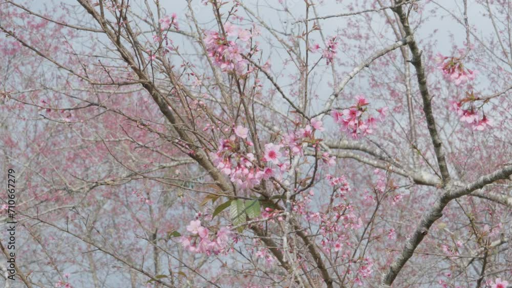 Beautiful Nang Phaya Sua Krong tree spring pink blossoms under pure ...