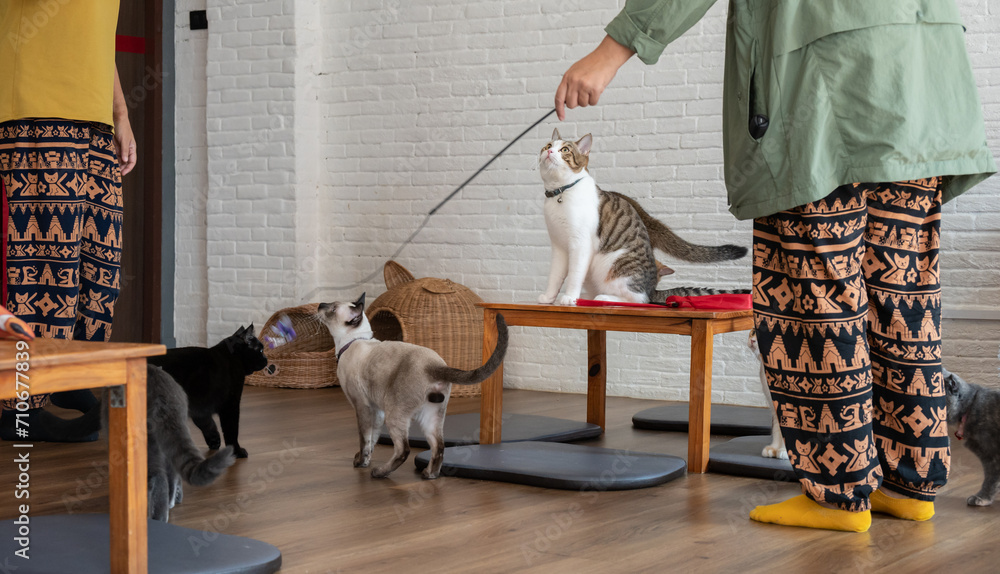 Group of cats living in cat cafe. Cat cafe are a type of coffee shop ...